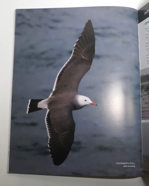 Book Review - Gulls Simplified - Princeton University Press - Travels ...