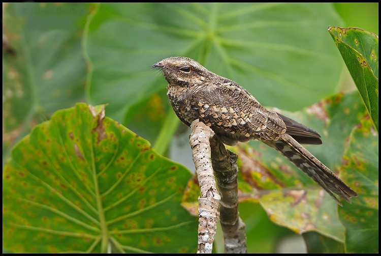 Bellas Aves de El Salvador: Nyctidromus albicollis (pocuyo, tapacaminos ...