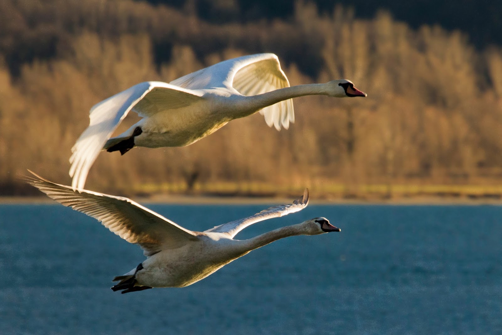 Foto naturalistiche: Cigno reale in volo