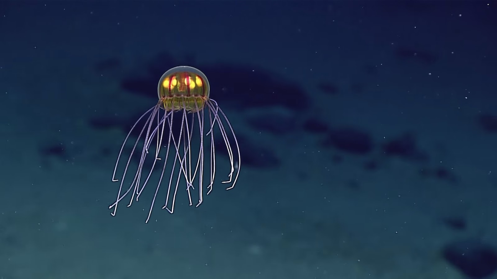 Real Monstrosities: Pretty Little Jellyfish