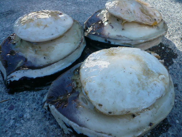 Countryman: Foraging California's Wild Side: Freediving for Abalone ...
