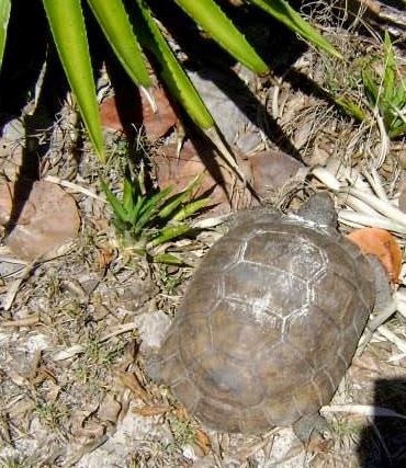 Josh Higham Florida field course