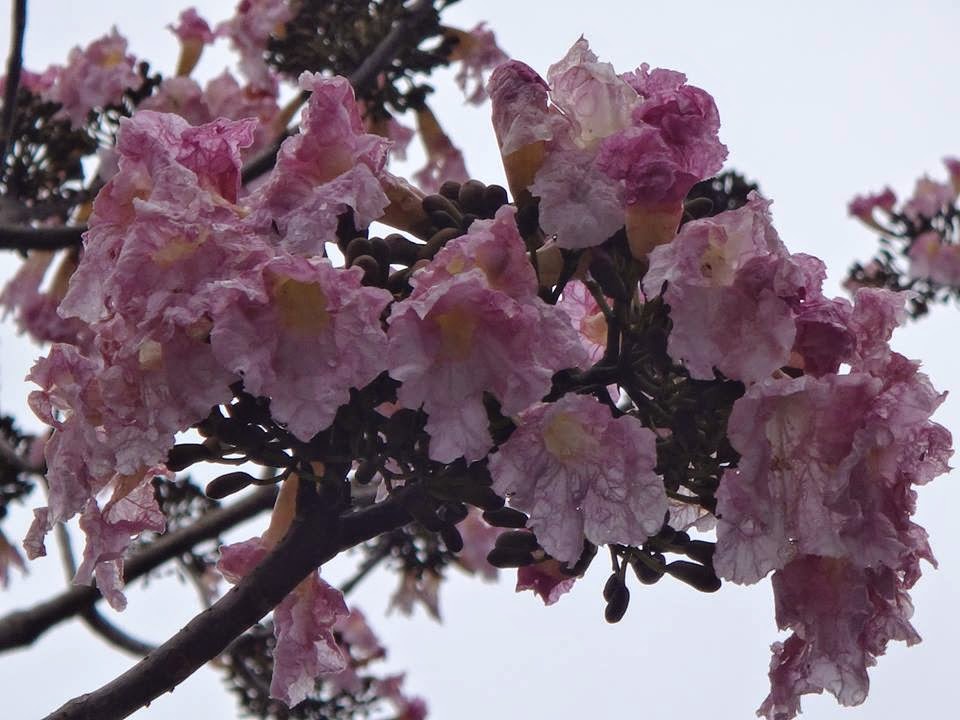 Uma flor por dia: Ipê-rosa