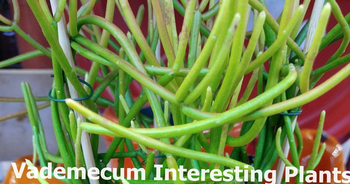 Vademecum Interesting Plants: Euphorbia tirucalli - Wilczomlecz ...