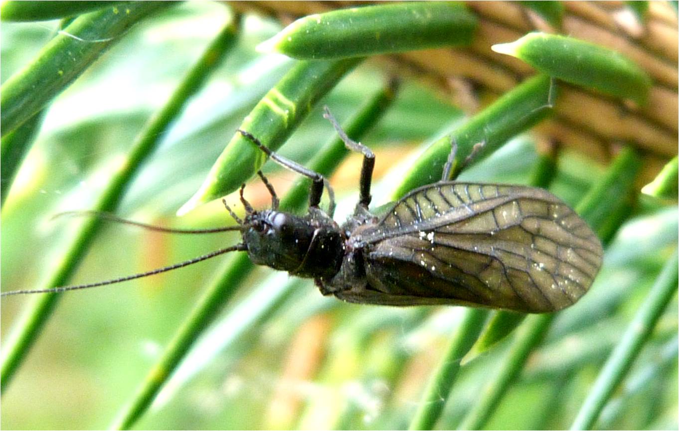 Insects of Scotland: Lacewings/Scorpion Flies
