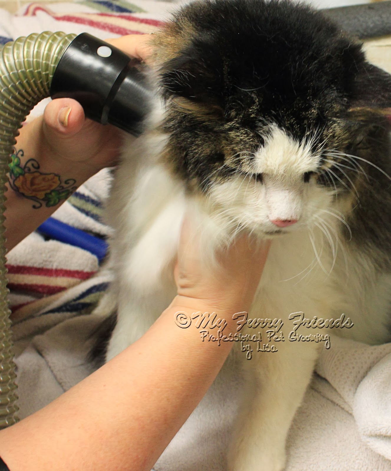 Pet Grooming: The Good, The Bad, & The Furry: Kitty Makeover