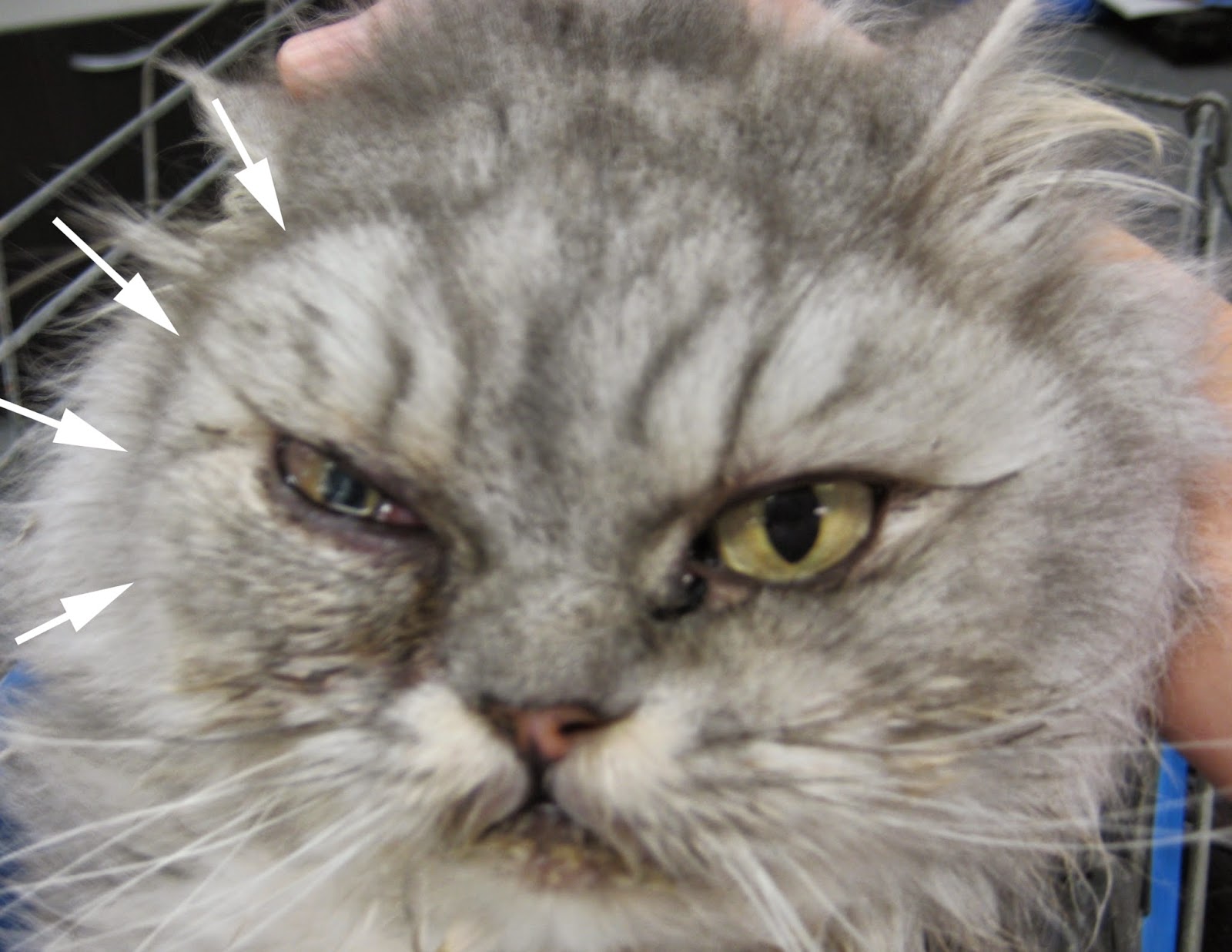 Cryptococcus In Cats