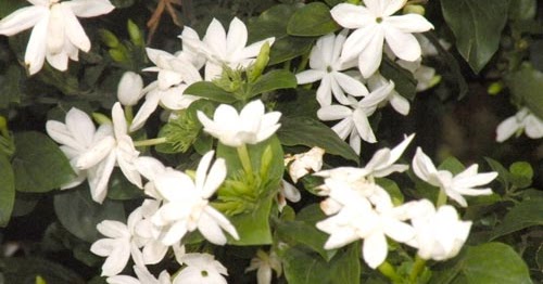 Cara Menanam Bunga Melati Yang Indah | -Petani TOP-