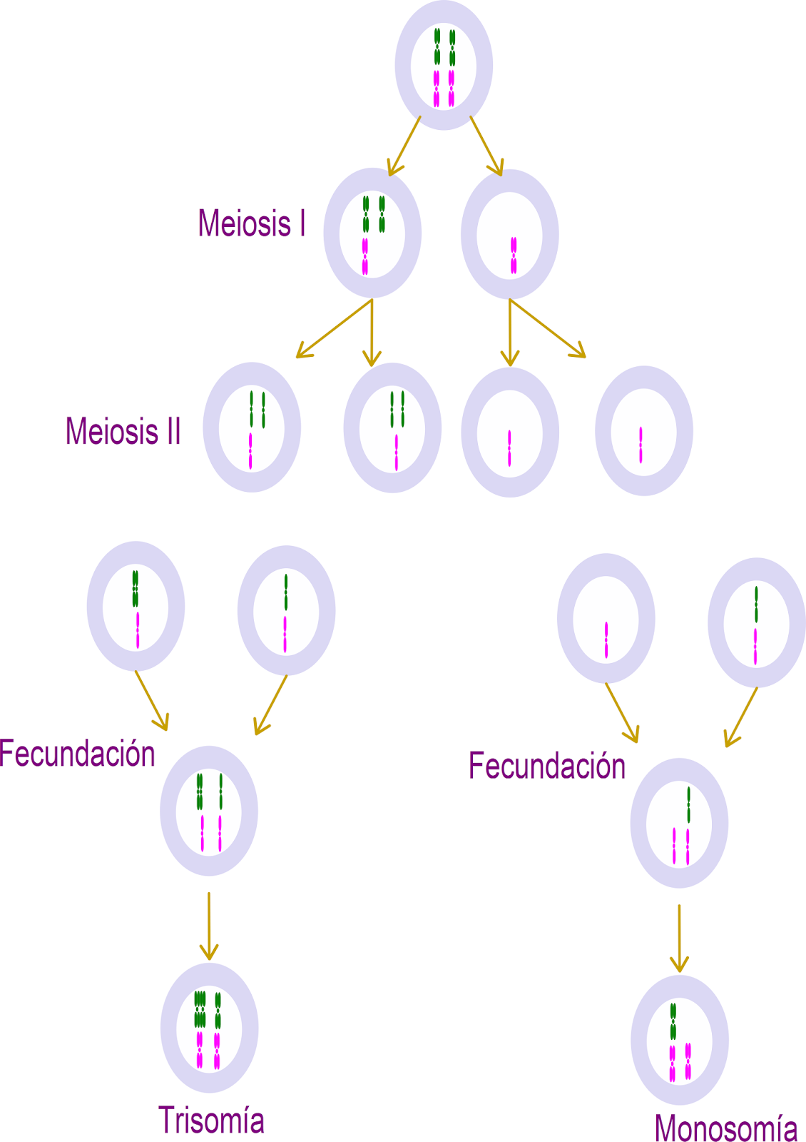 Ciencias de Joseleg: Introducción a la poliploidia