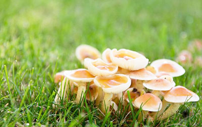 Mengenal Jamur Organisme Eukariotik, Struktur Tubuh dan Pembiakan Jamur ...