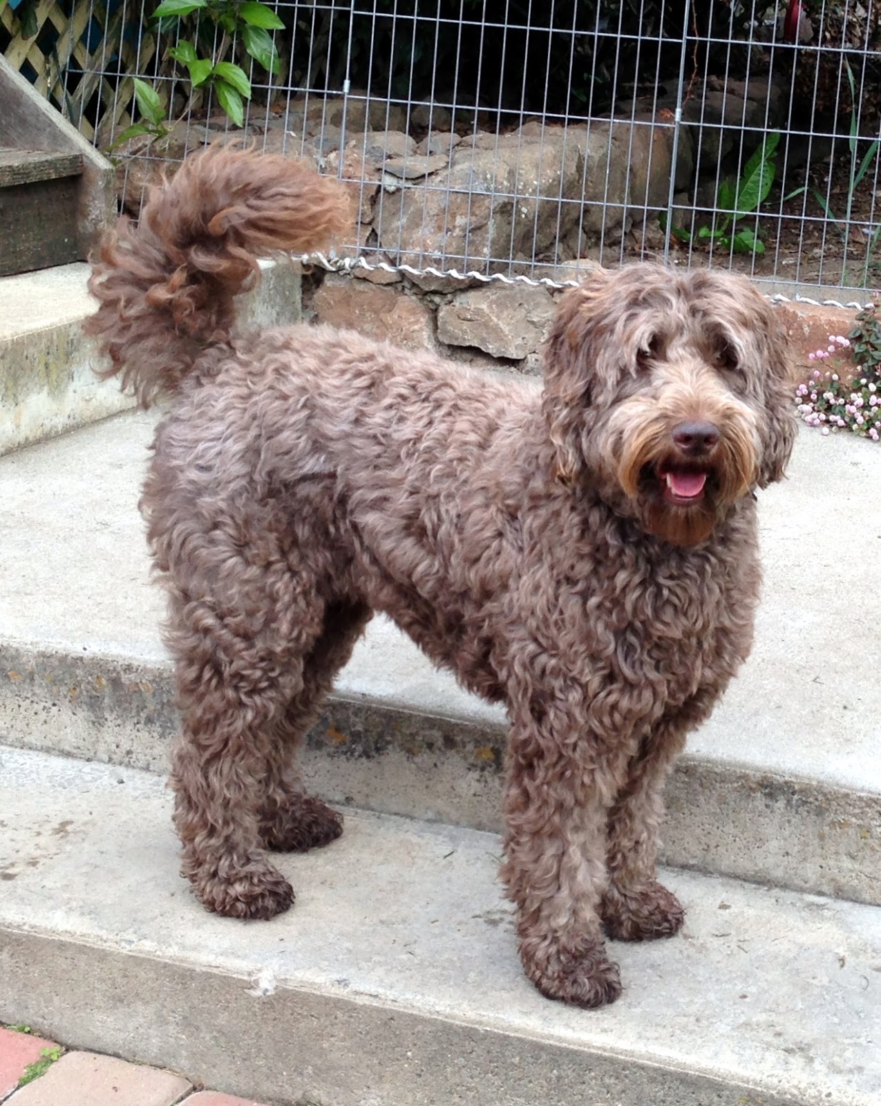 Golden Gate Labradoodles: Authentic Australian Labradoodles: Brownie ...