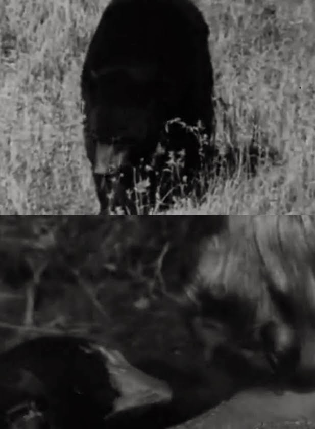 Dead 2 Rights: Ed Wood Wednesdays, week 30: "The Astounding She-Monster ...