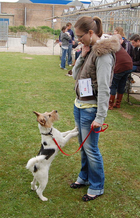 Dierenleven: Werken in de dierverzorging?