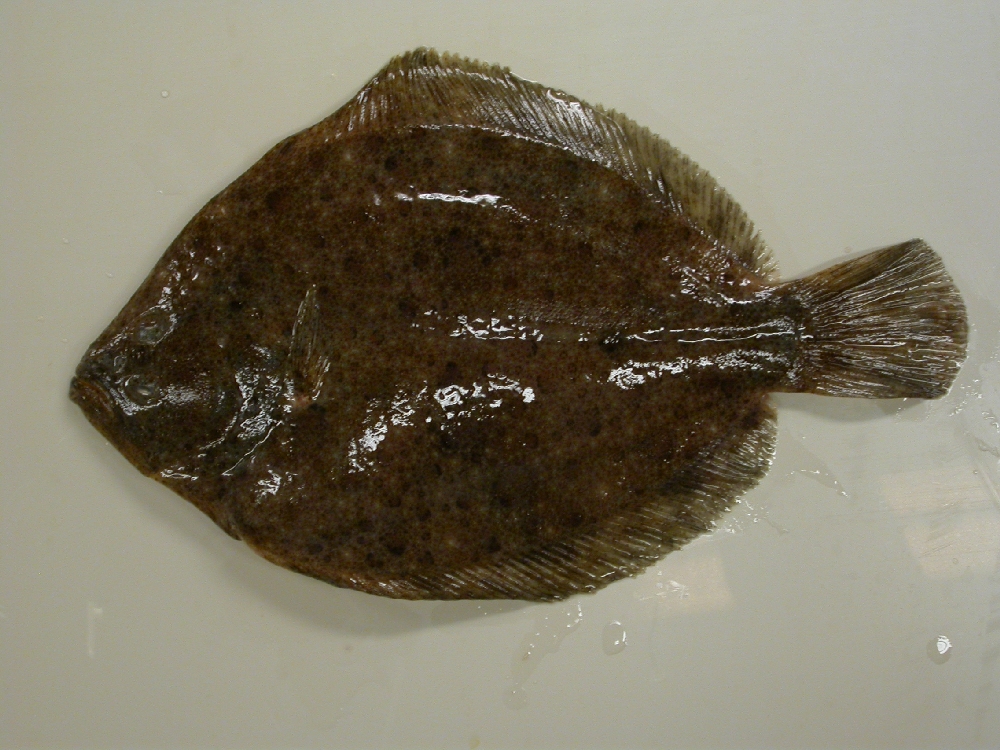 ANIMAIS DA RIA FORMOSA: Peixes 2