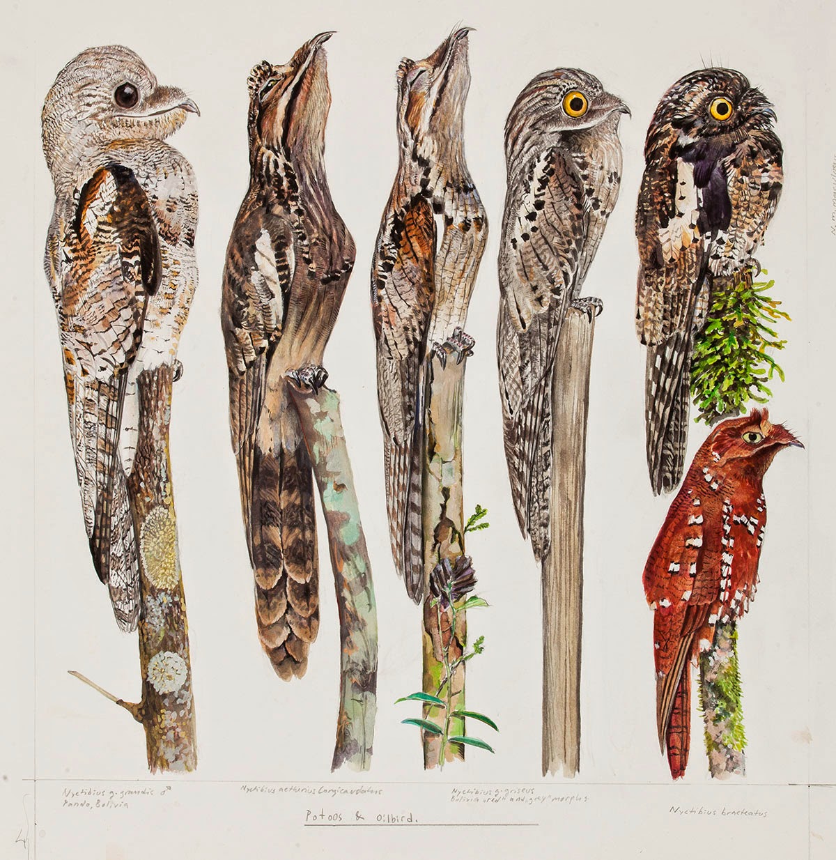 CARL CHRISTIAN TOFTE BLOG: FIELD G. S. America