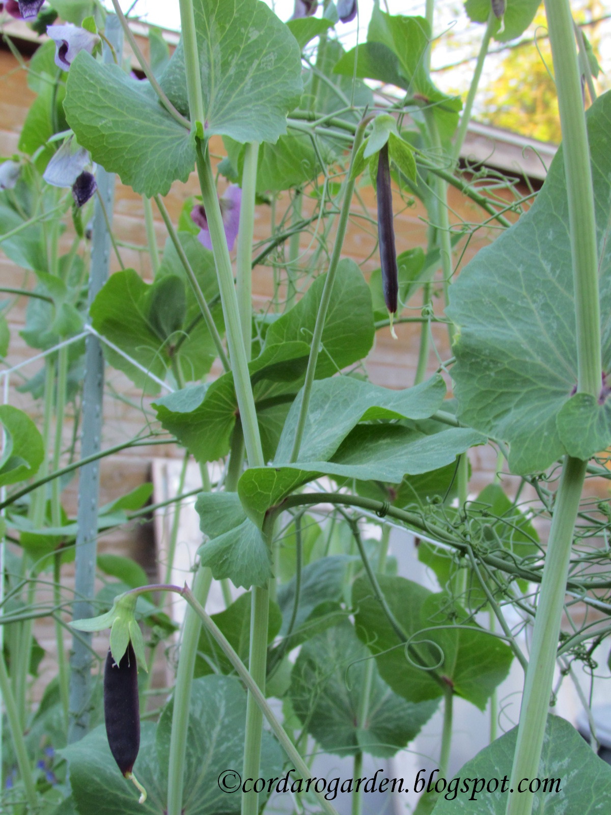 The Gardener of Eden: The Home Garden Mid-May