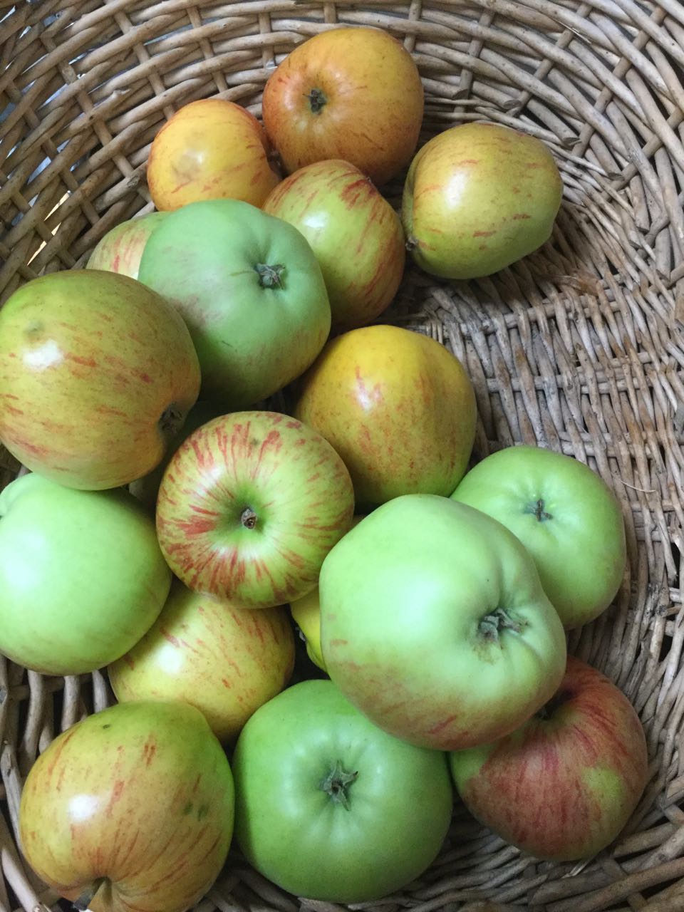 The Messy Gardener: Early Apples