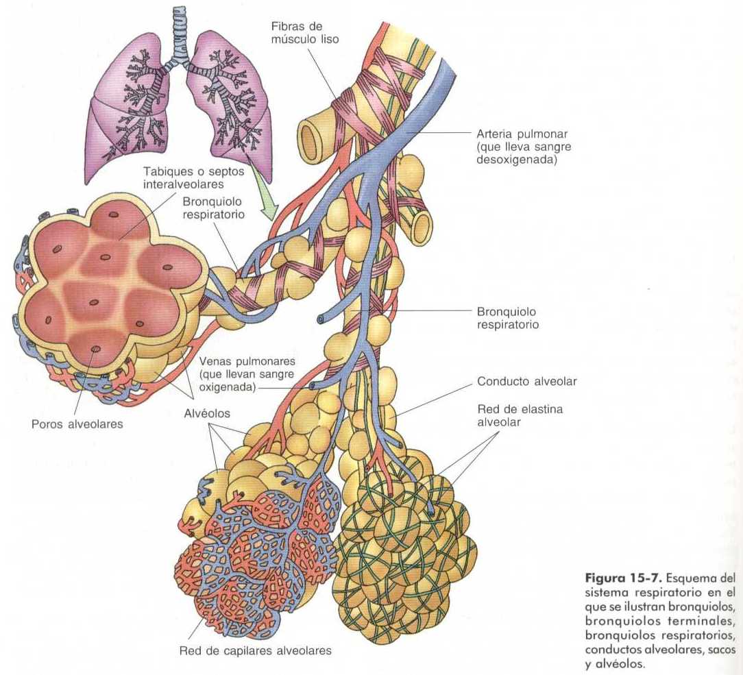 Biofísica: Ciencia básica para entender la vida : Unidad II