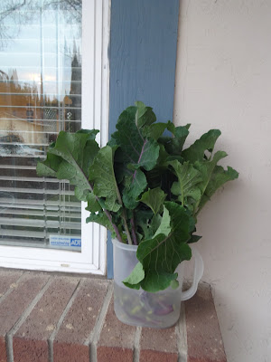 The Scientific Gardener: Free Tree Kale (Perennial Collards)