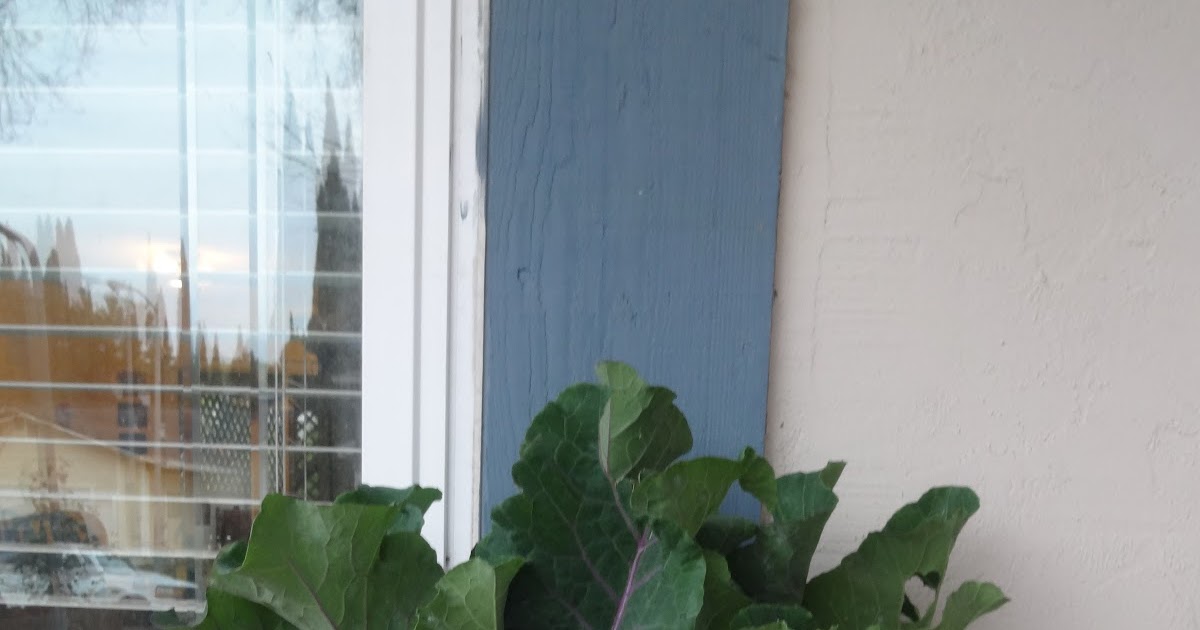 The Scientific Gardener: Free Tree Kale (Perennial Collards)