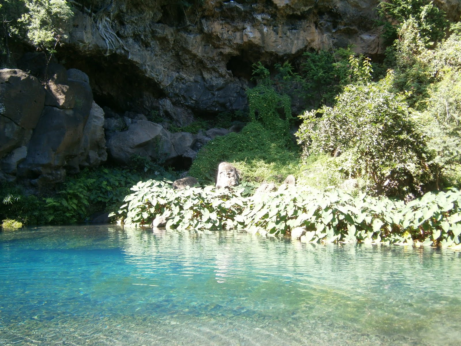 Une marmotte à la Réunion: Trois Bassins
