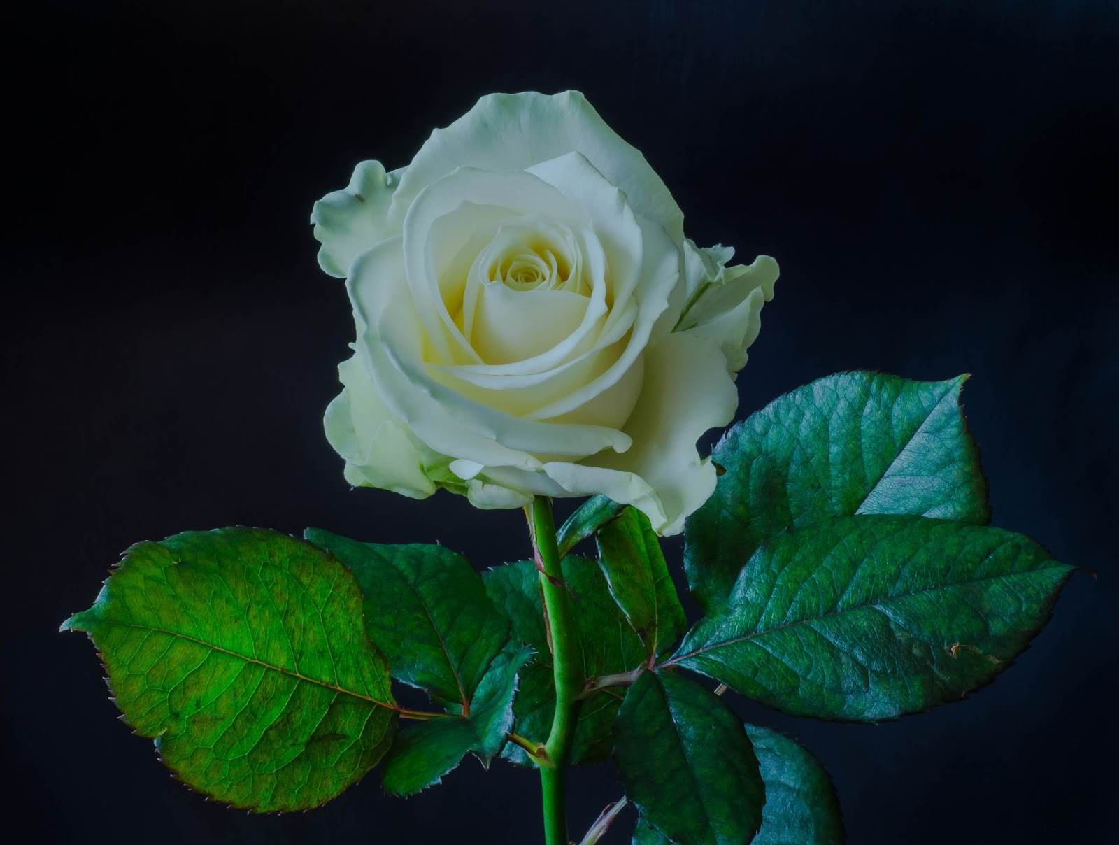 The Things I Enjoy: A white Avalanche rose
