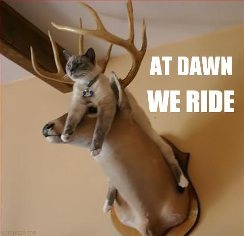 At dawn we ride | Funny Cat Pictures