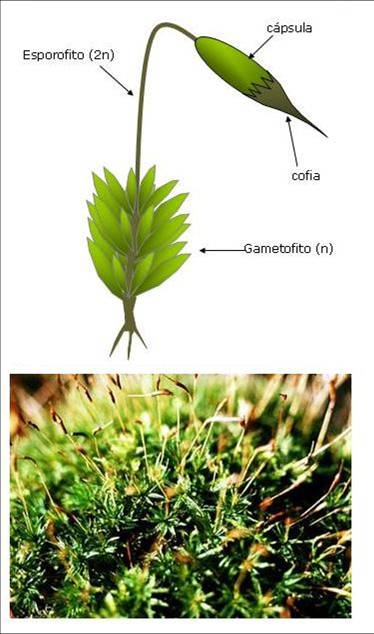 Estudios y trabajos de 801: TALLER DE REPRODUCCIÓN DE MUSGOS Y HELECHOS ...