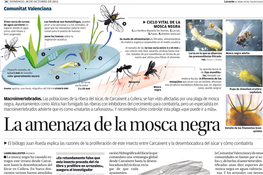 ¡CUIDADO CON LA MOSCA! La Mosca Negra Invade la Ribera del Júcar