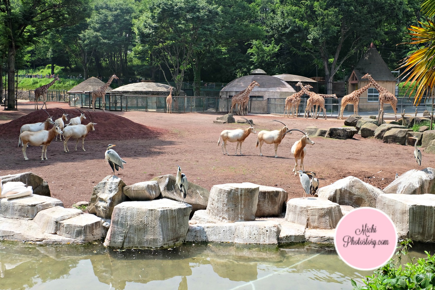 Michi Photostory: Japan Day 3: Tama Zoological Park