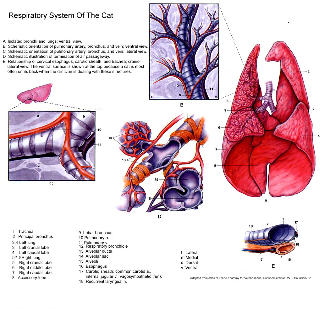 PSICOLMASCOT: El asma felino: Lo que usted necesita saber