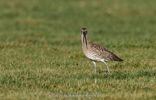 De Wulp is onze grootste steltloper