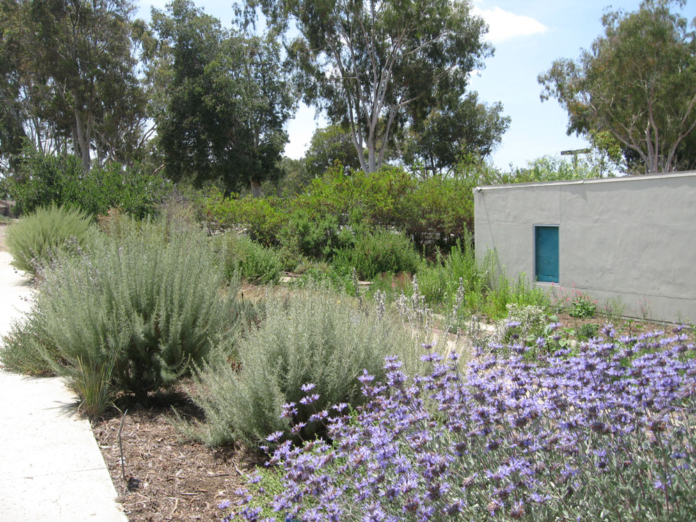 Mother Nature's Backyard - A Water-wise Garden: Plant of the Month ...