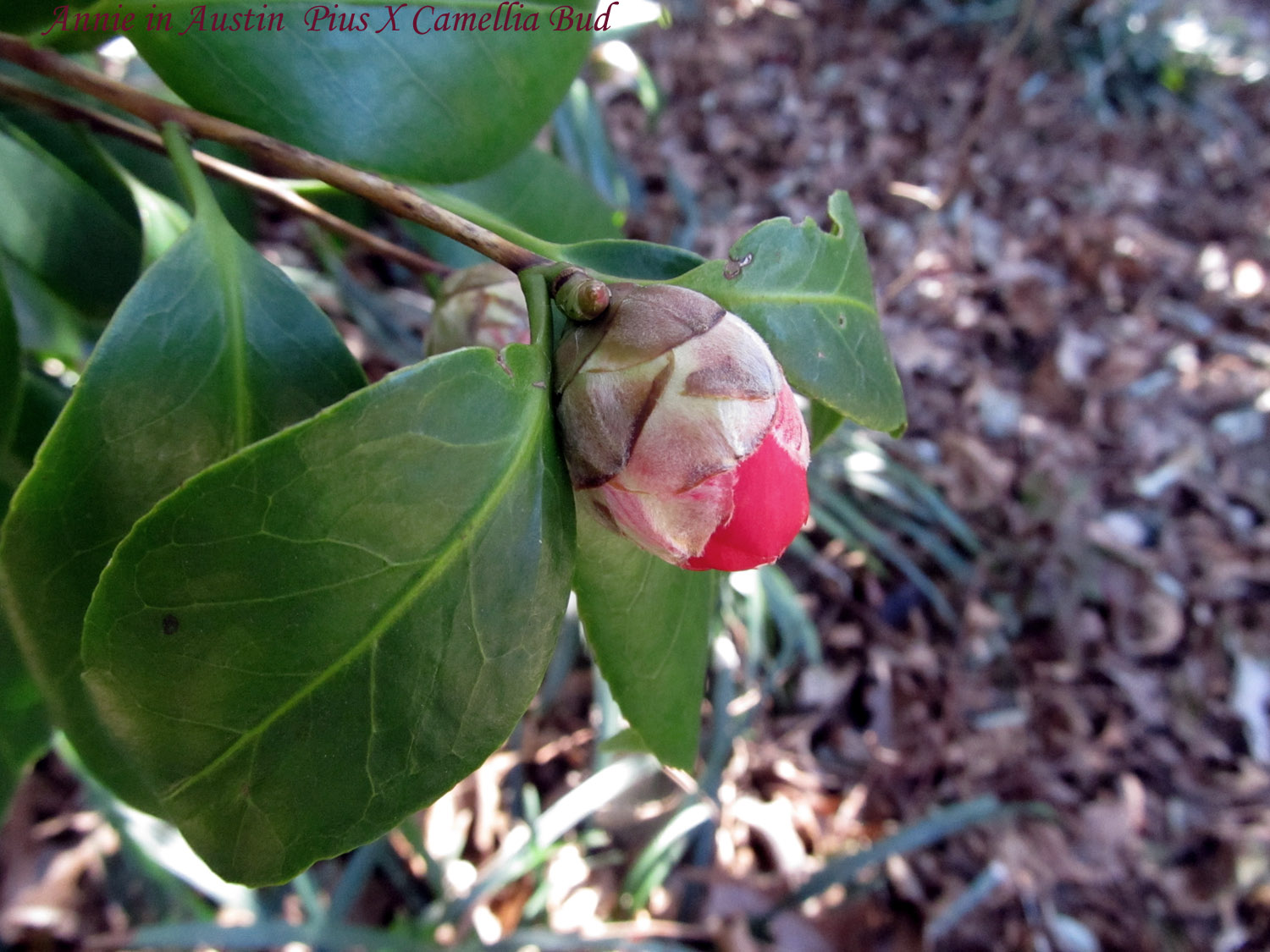 The Transplantable Rose