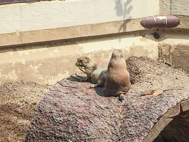 A Zoo in Baraboo - Ochsner Park