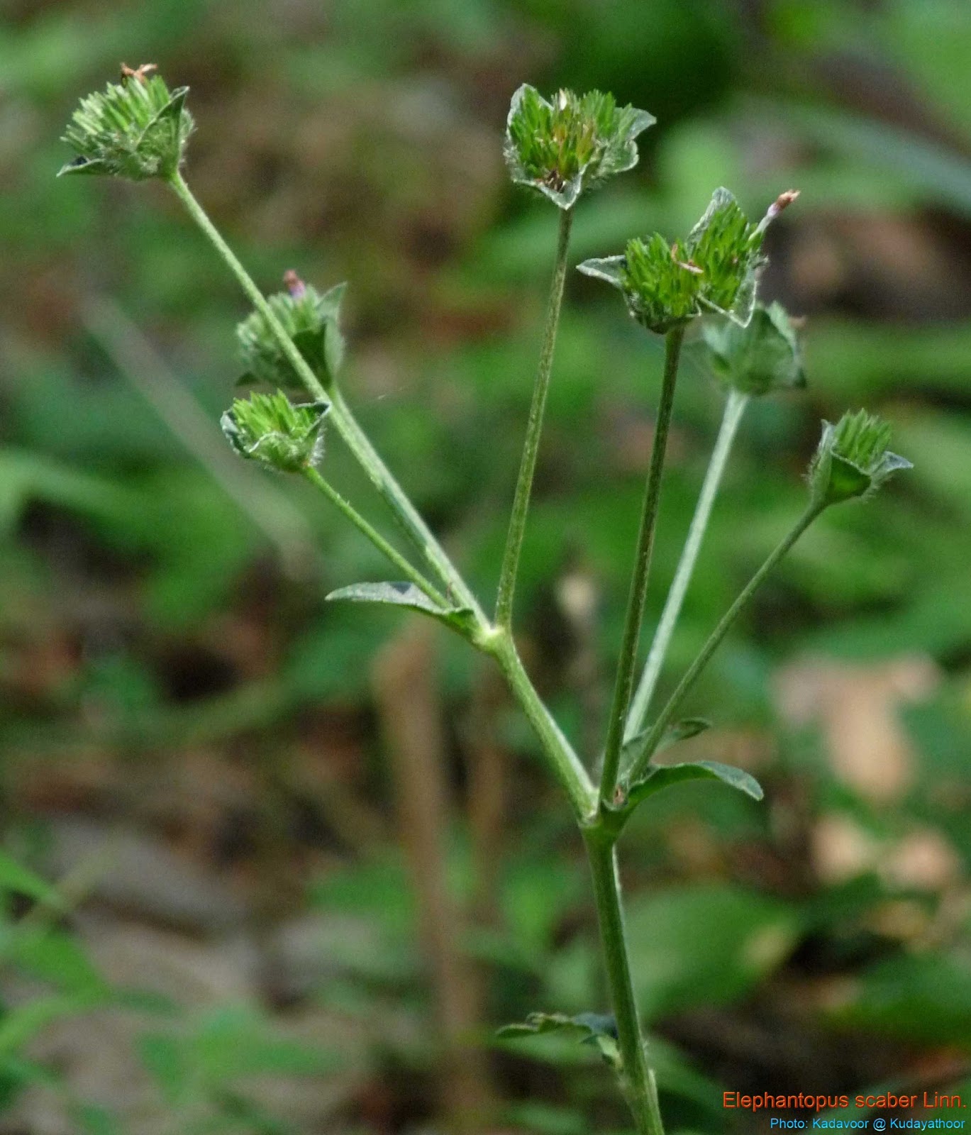 Medicinal Plants: Elephantopus scaber