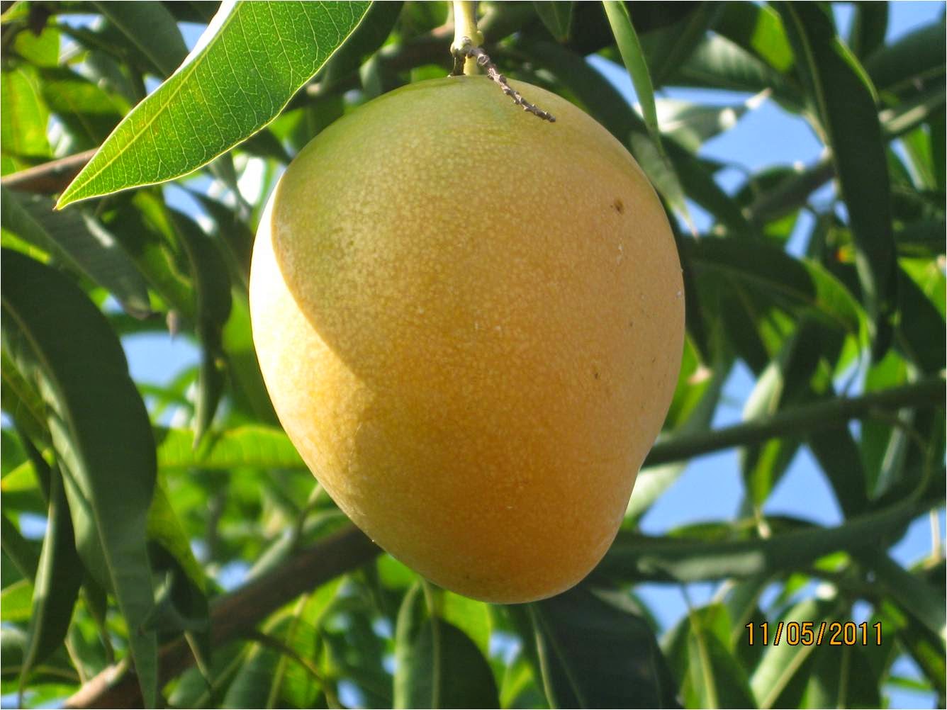 IMAGENES ETHEL: IMÁGENES DE COMIDA PERUANA Y LAS UVAS Y MANGOS DE ICA-PERÚ
