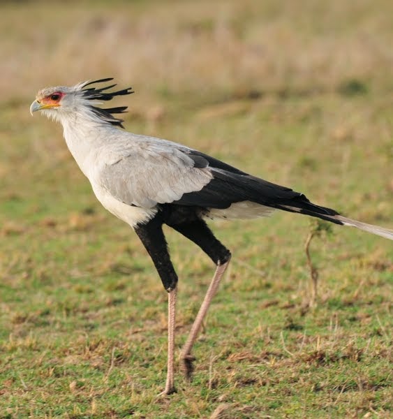 Animals of the world: Secretarybird
