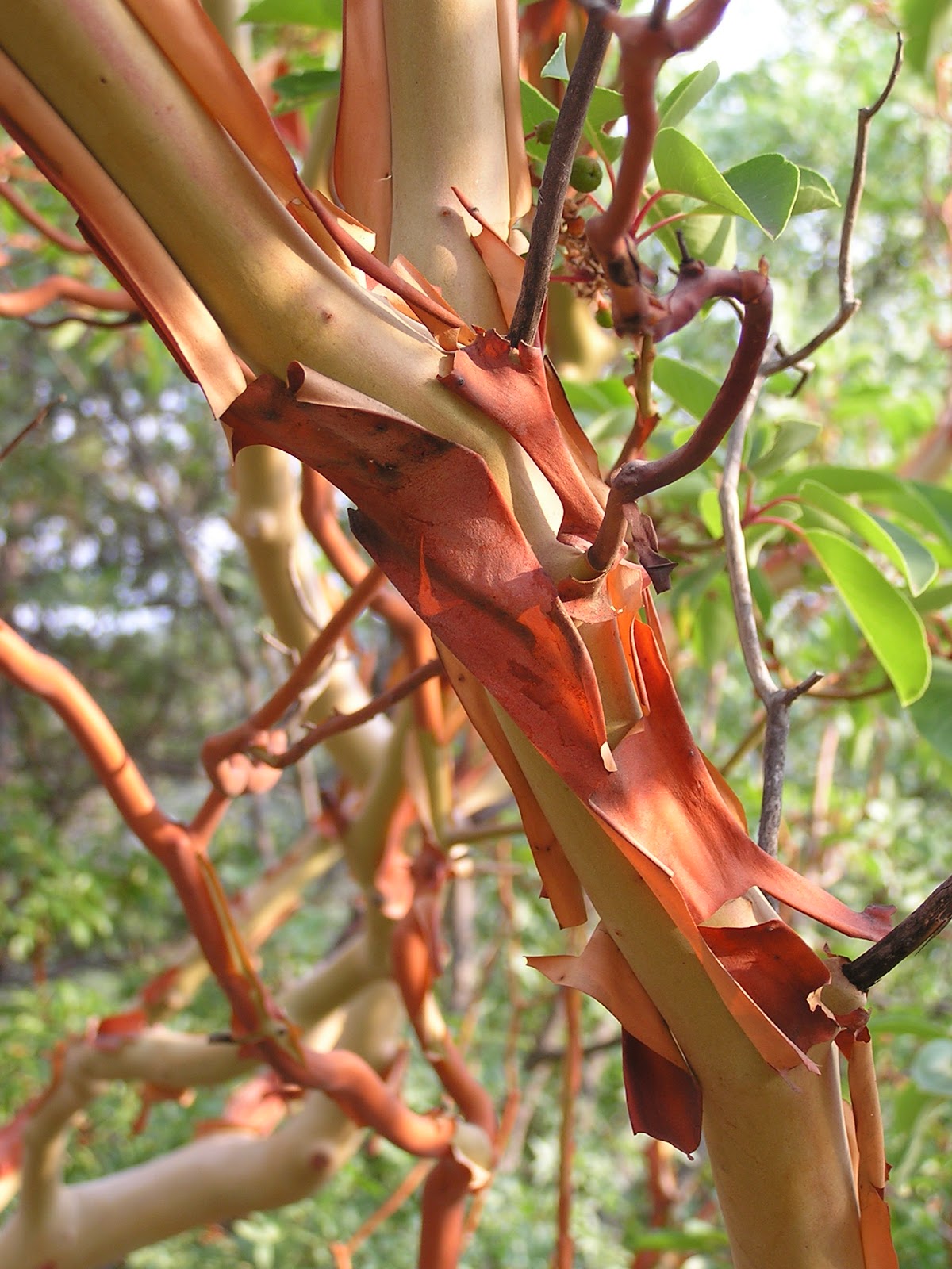 Arbutus Flower - Natural Beauty