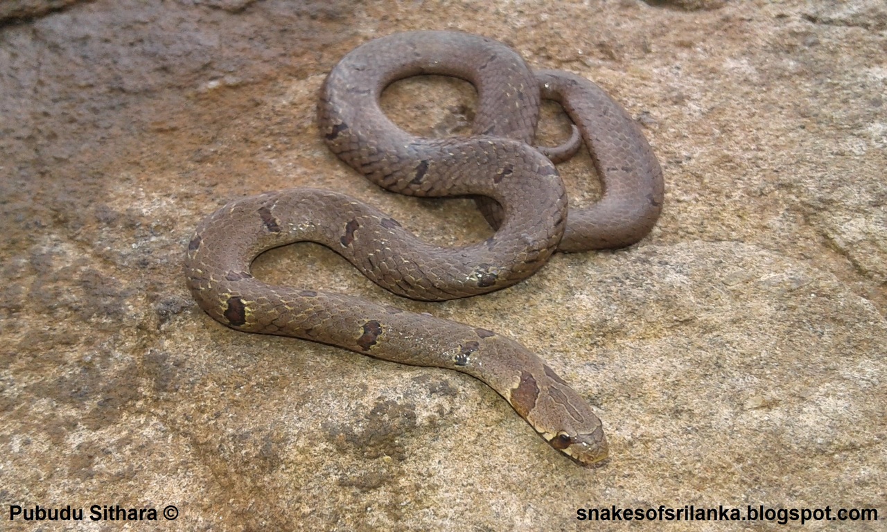 Dumeril's Kukri Snake/පුල්ලි දත්කැටියා (Oligodon sublineatus-Duméril ...