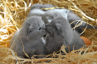 Les chats: Le Chartreux