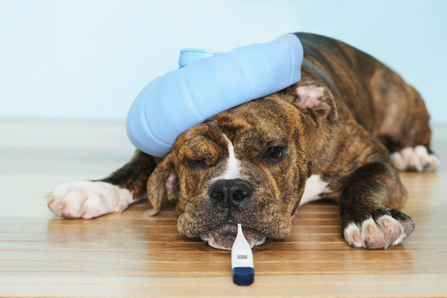 ENFERMEDADES RESPIRATORIAS MÁS COMUNES EN LOS PERROS