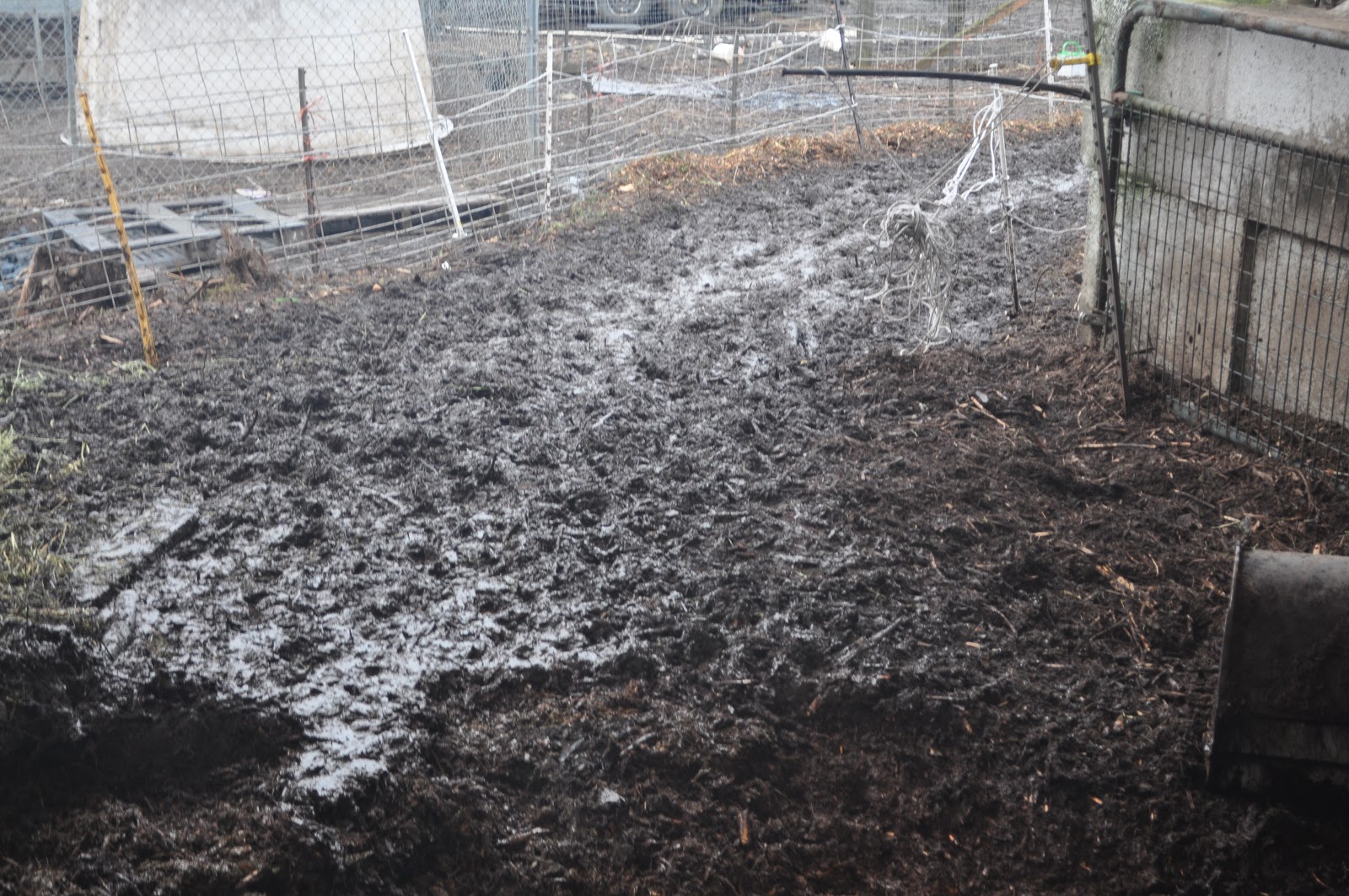 meat: Deep litter and pigs