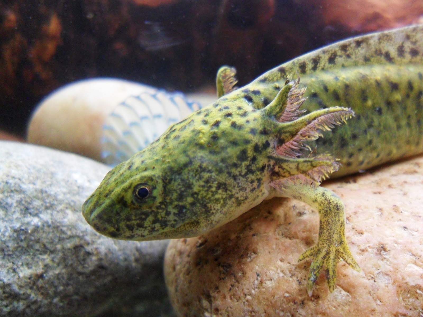 Blondicornucopia: I Love You Alotl