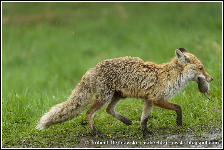 Robert Dejtrowski - Fotografia: Chodzi lisek koło drogi...