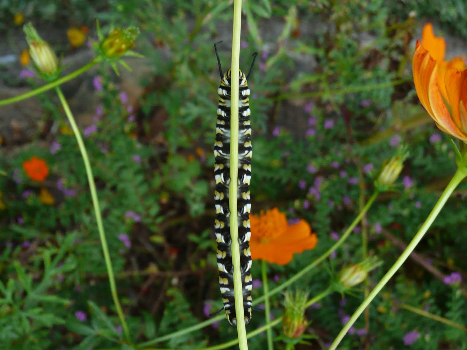 The Milkweed Patch: Monarchs in the Milkweed Patch!