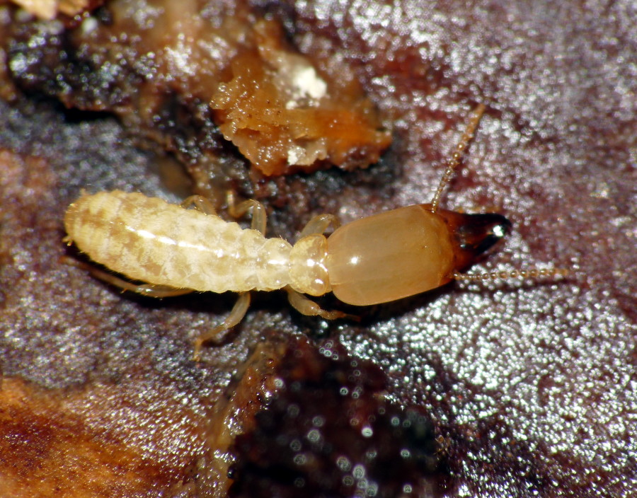 Fotoblog - Fauna e Flora della Toscana: Reticulitermes lucifugus