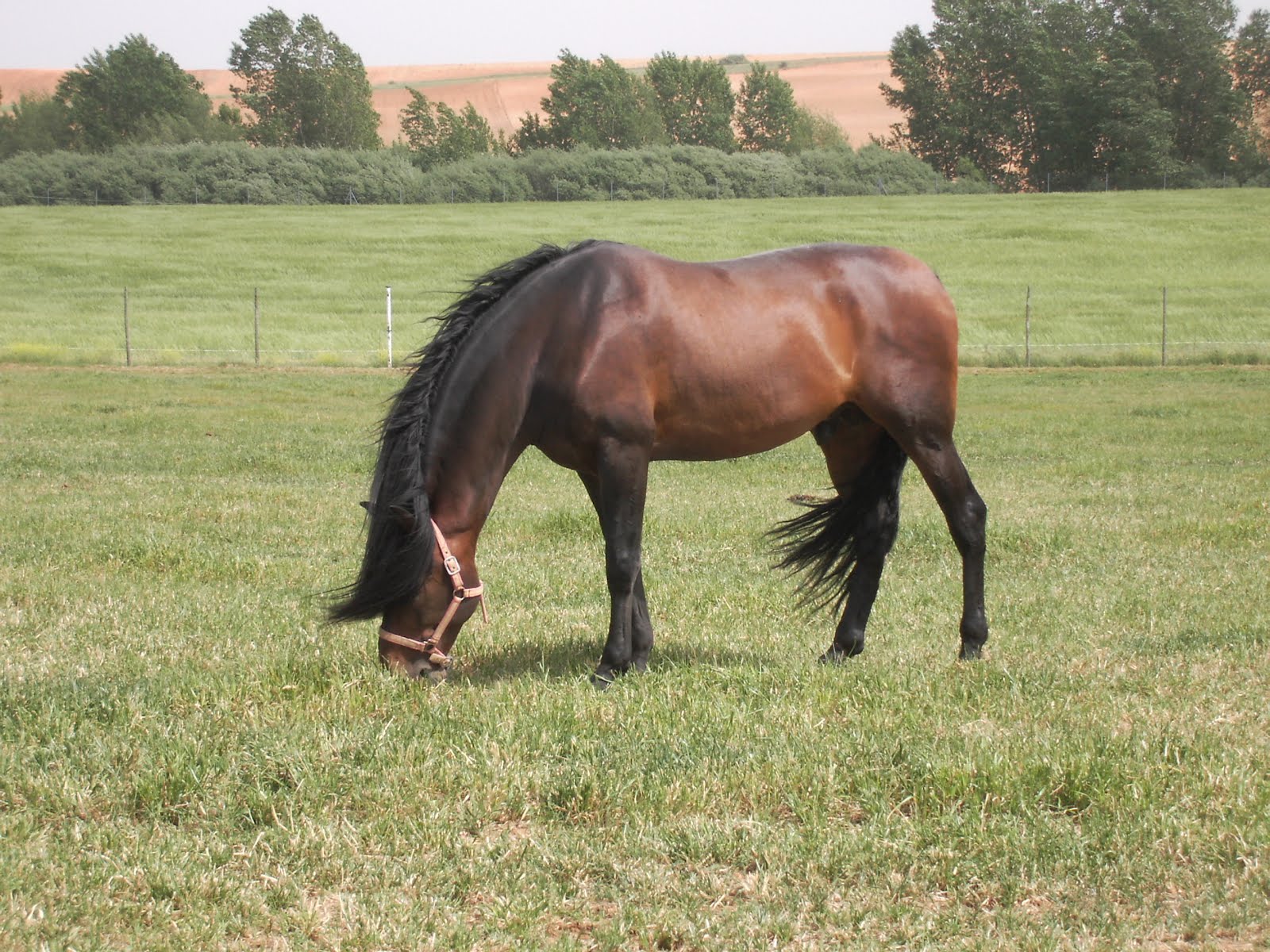 Relatos Ecuestres: LA VIDA DEL SEMENTAL. 1ª parte.