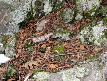 Bob's Winter Journal: Mar 11, 2011