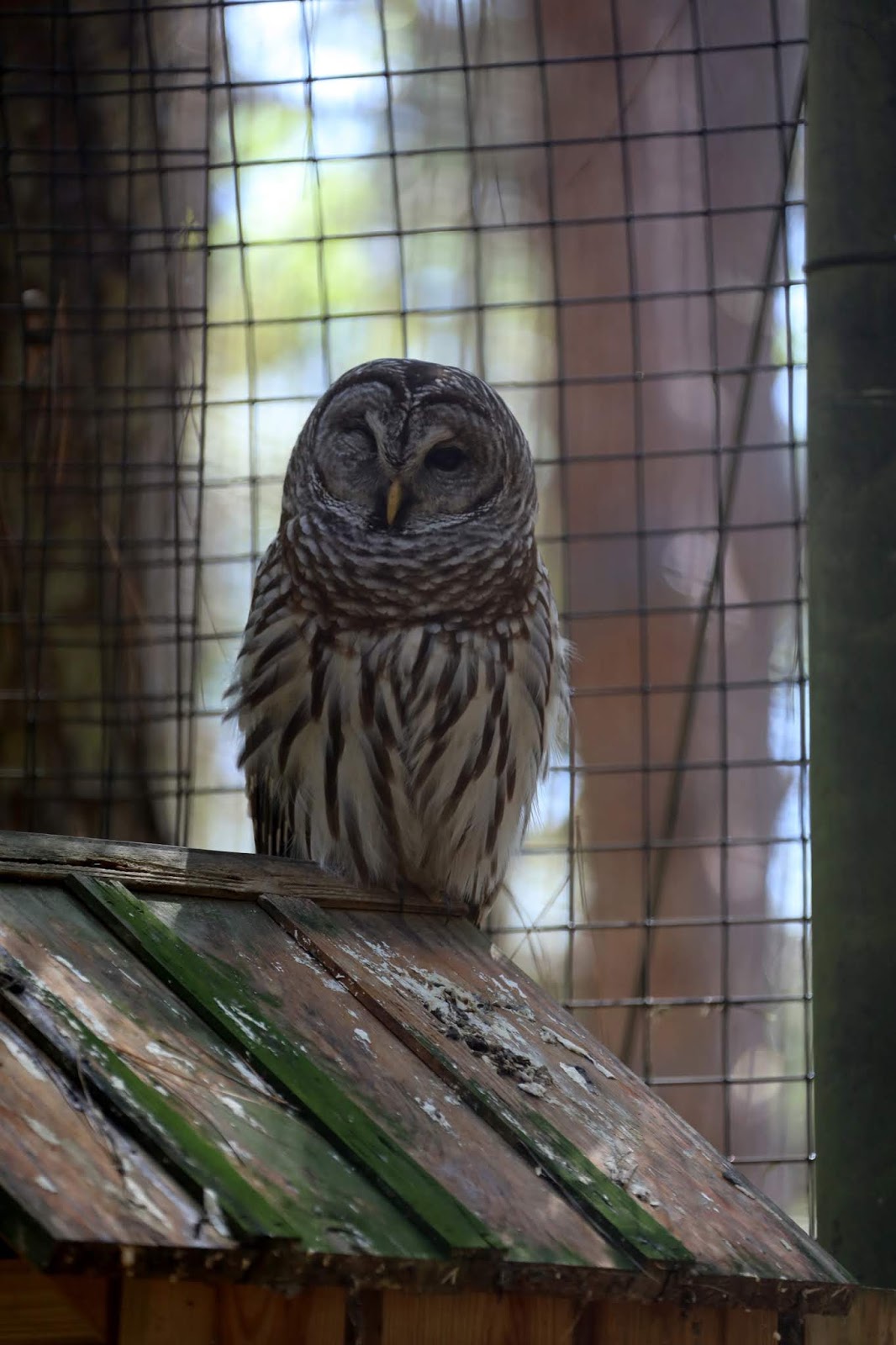 My Kampah: 4/11/19 GreenBrook Garden